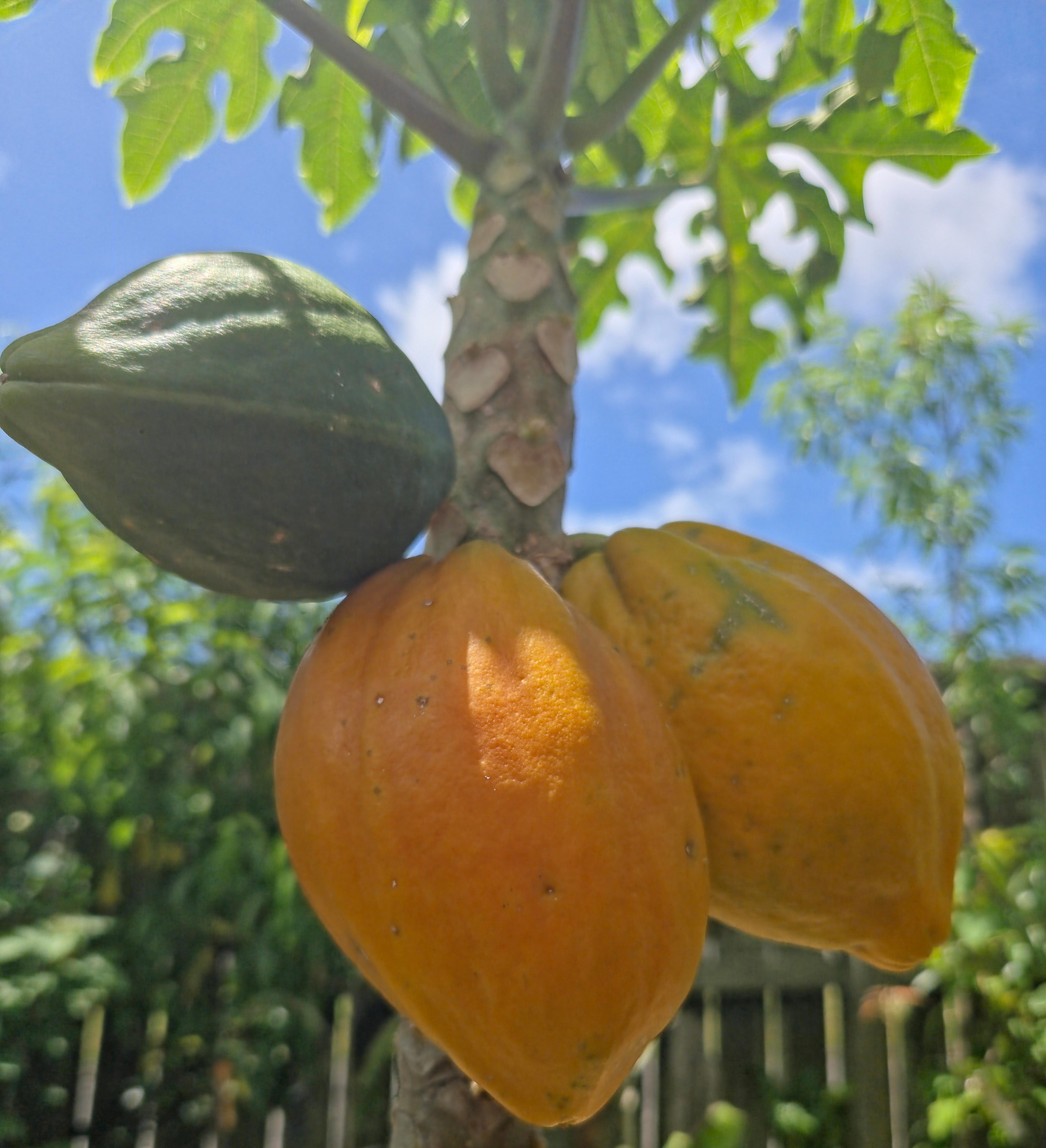 Growing Red Lady Papaya in NZ – Green Haven Nursery