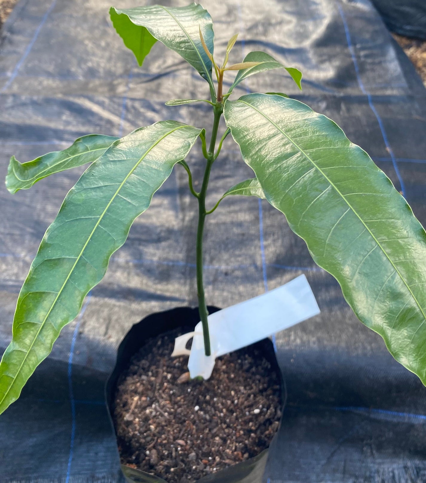 Mango "Neelum" Plant – Green Haven Nursery
